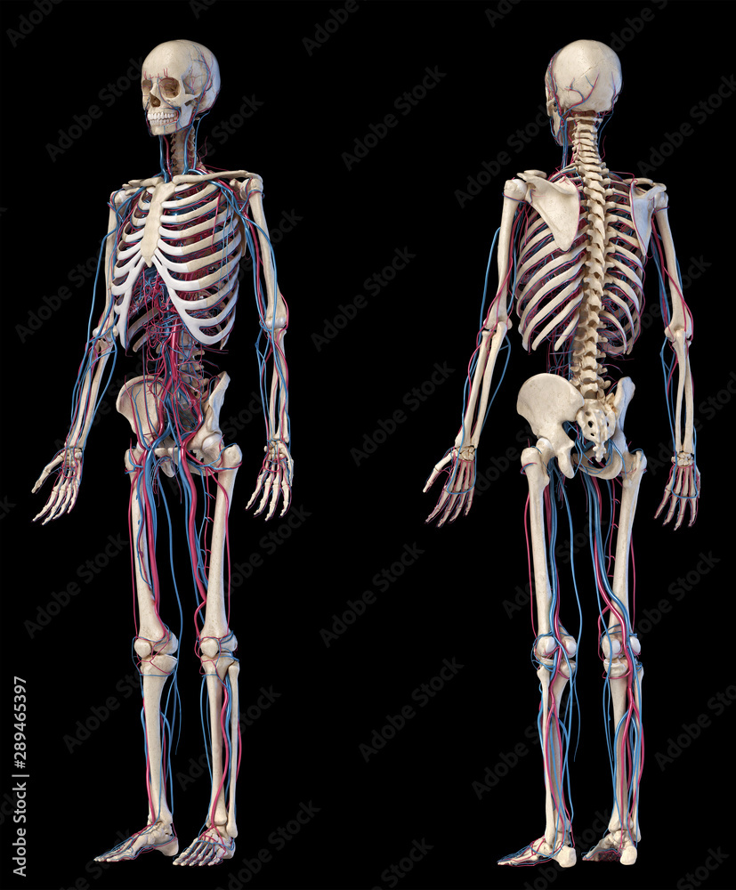 Human body anatomy. Skeleton with veins and arteries. Front and back ...
