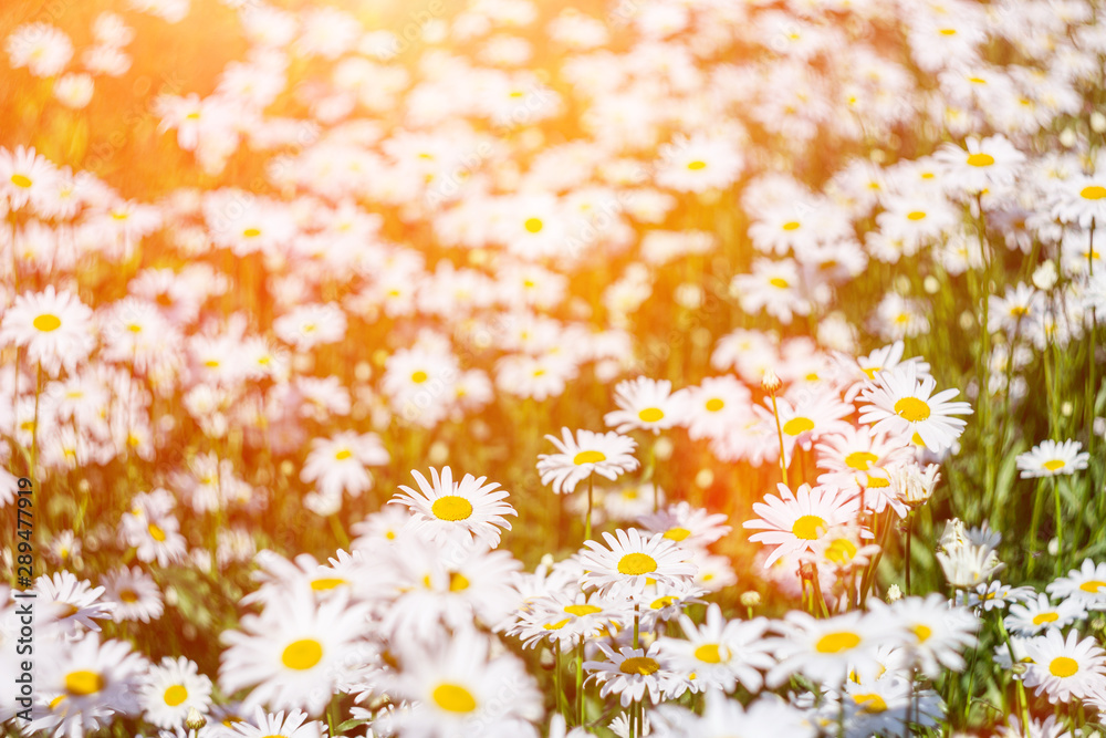 Chamomile Flower Field