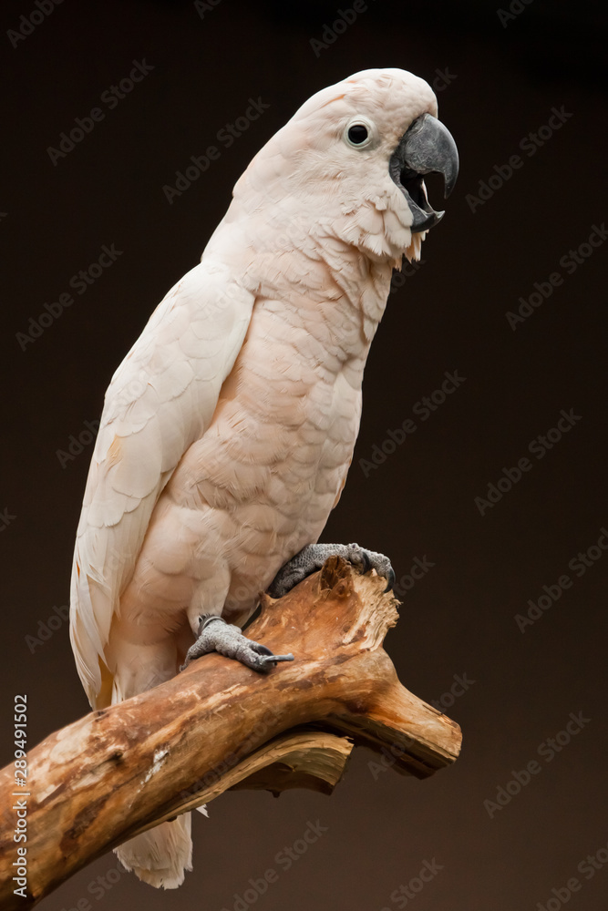 Moluccan cockatoo sits on a branch, peppy and smart pale pink bird on a ...