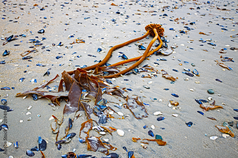 Kelp On Beach