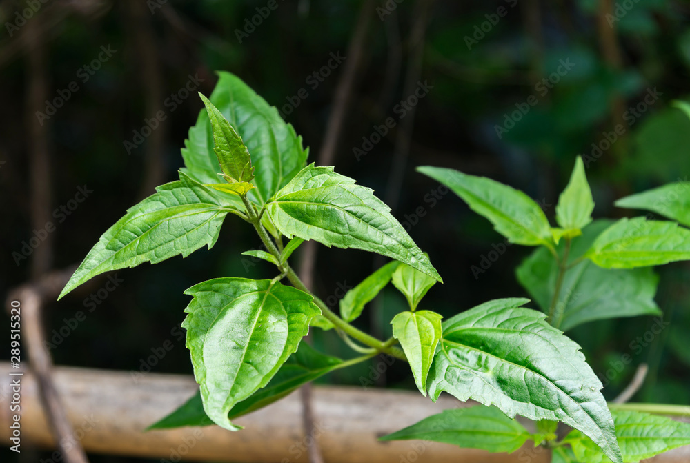 Bitter bush, Siam weed(Eupatorium odoratum) Stock Photo | Adobe Stock