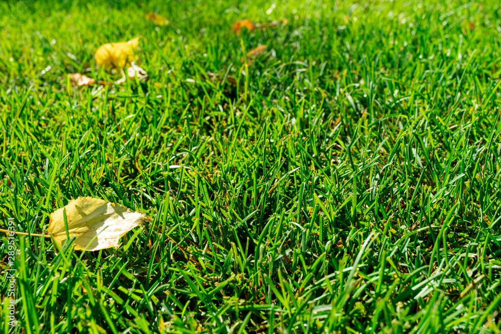 Green grass texture background. Green lawn with grass and falling ...