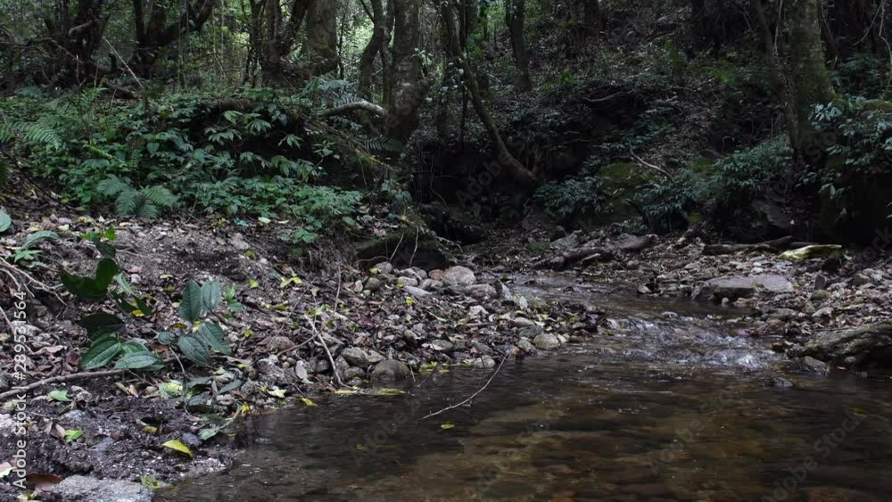 Stream of water flowing down tropical forest. 4K video footage of ...