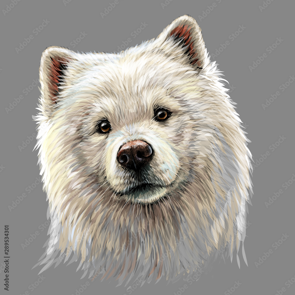Gray Samoyed