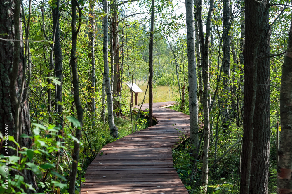 Ecological trail in the forest - wooden walkways lead to the swamp ...