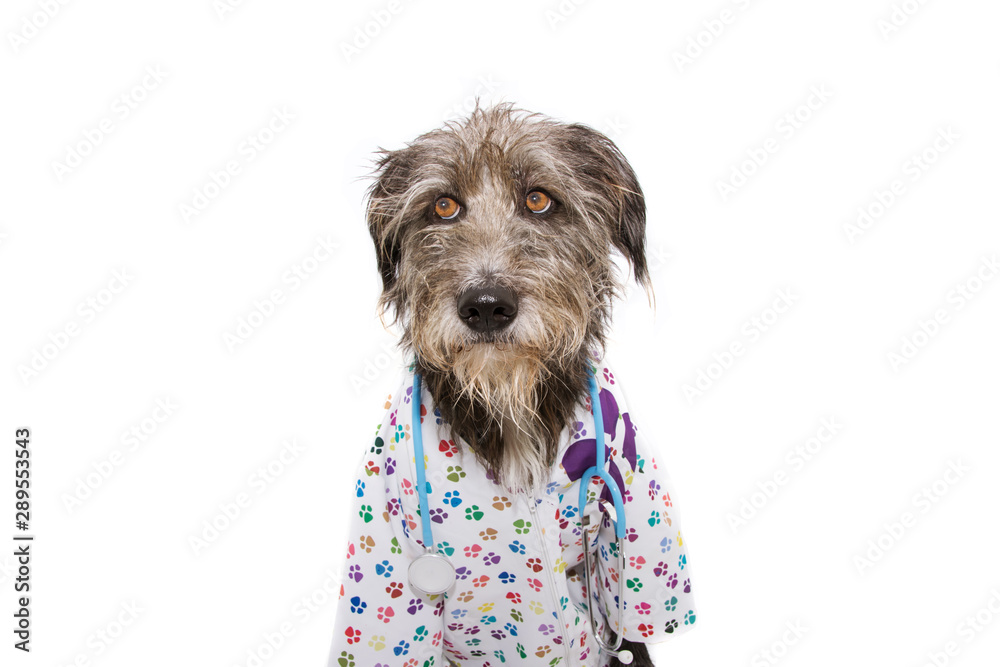 dog dressed as veterinarian wearing stethoscope and hospital gown ...