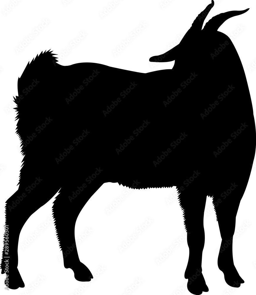 Myotonic Tennessee Fainting Goat Vector Silhouette Stock Vector | Adobe ...