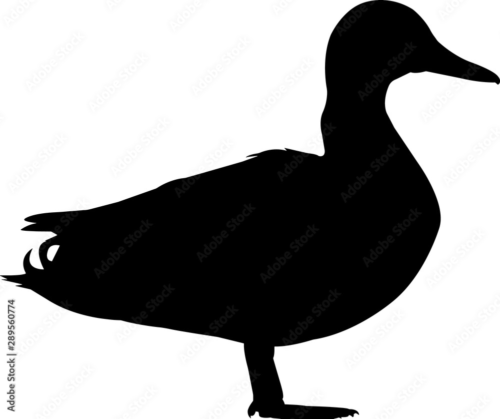 Mallard Duck Silhouette