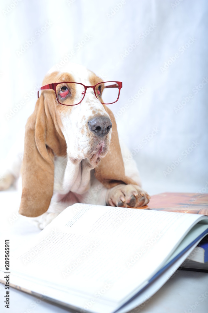 Studying Dog