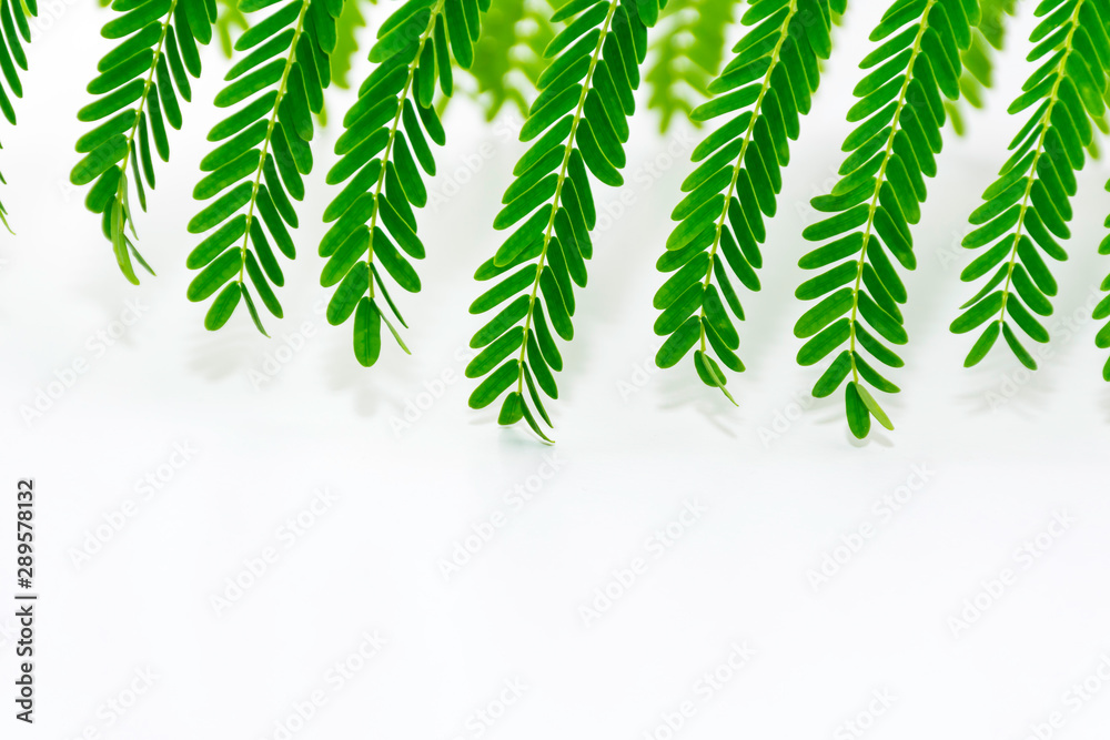 Ramas y hojas de flamboyan,acacia,con espacios en blanco Stock Photo ...