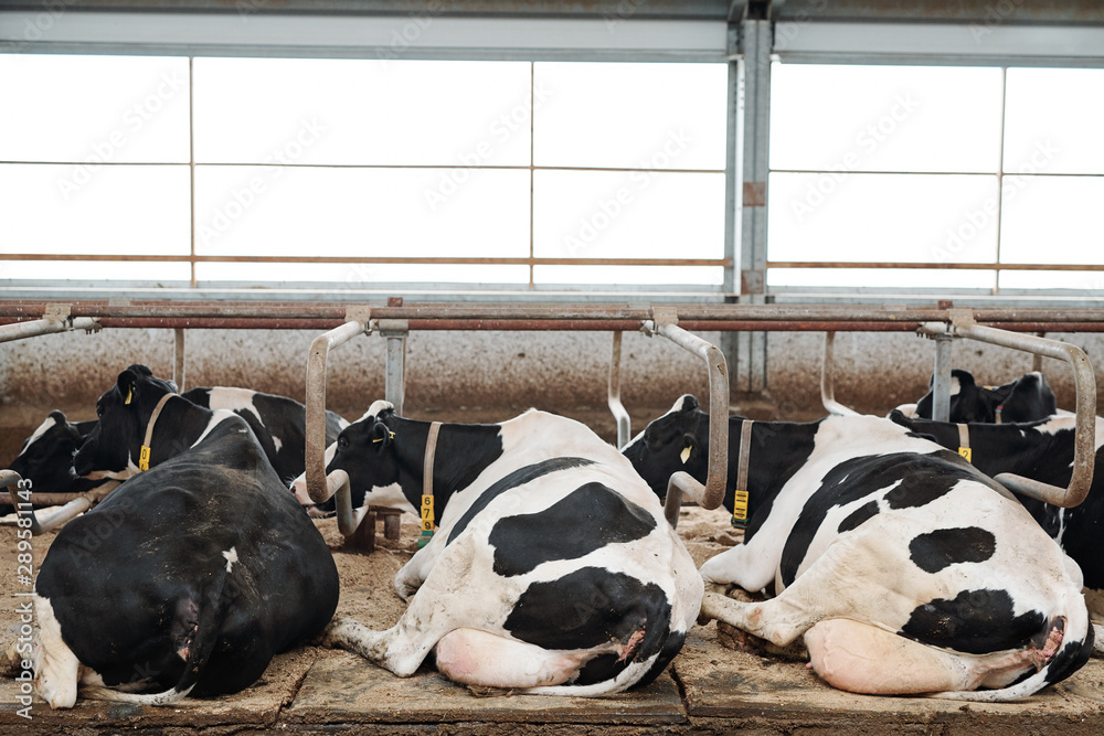 Two rows of restful milk cows lying in cowshed after eating Stock Photo ...