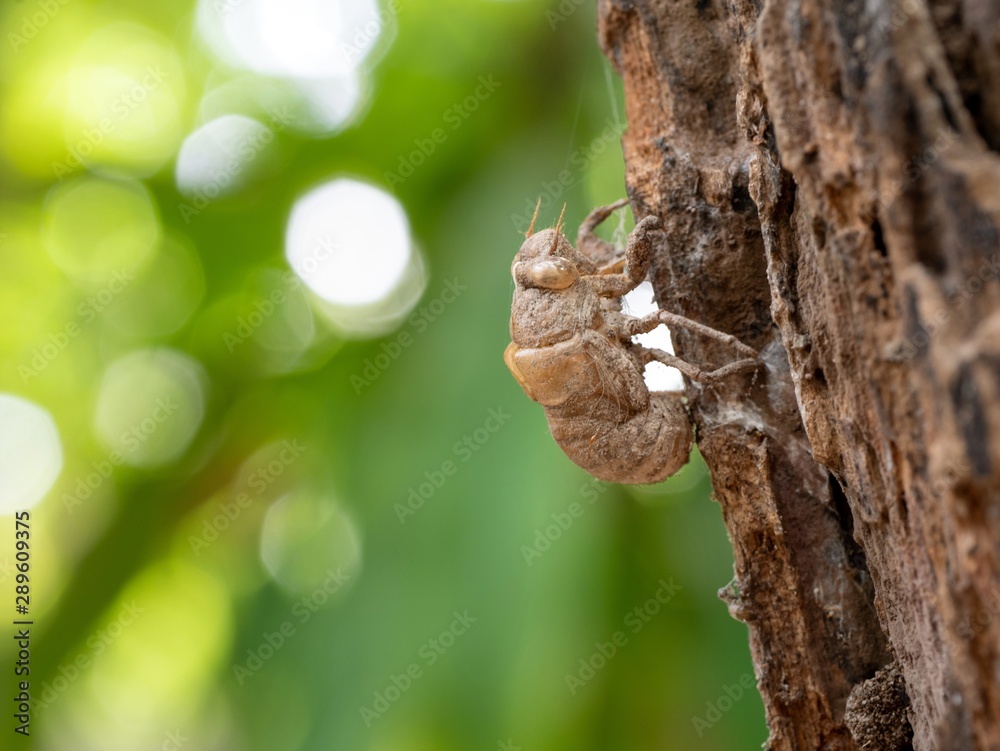 Beautiful nature scene macro cicadas molting.Cicada insect stick on ...
