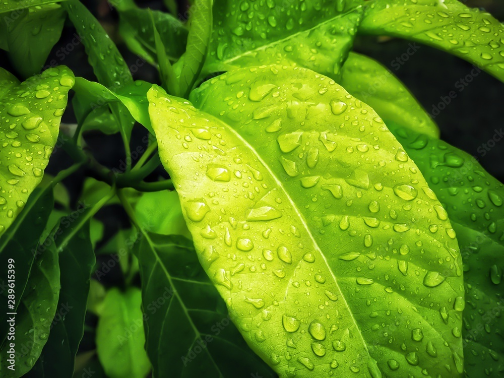 Lettuce tree is an ornamental plant that can be grown well in a dimly ...