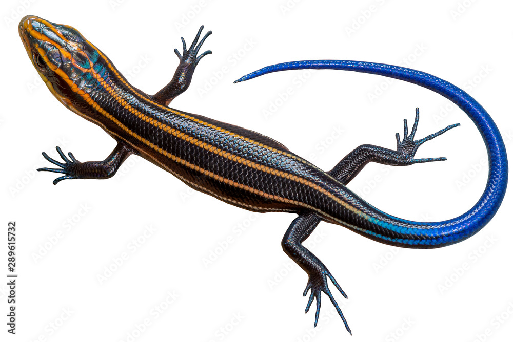 Blue Tailed Skink Stock Photo | Adobe Stock