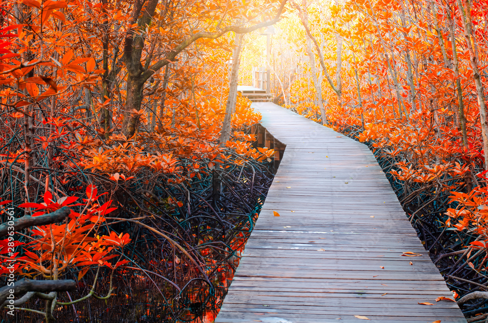 Background for Red Autumn Forest Pathway Beautiful Park Scenery ...