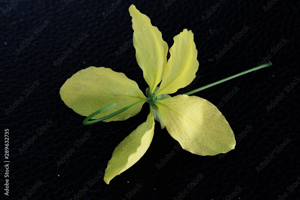 Golden Shower is the national flower of Thailand. Stock Photo | Adobe Stock