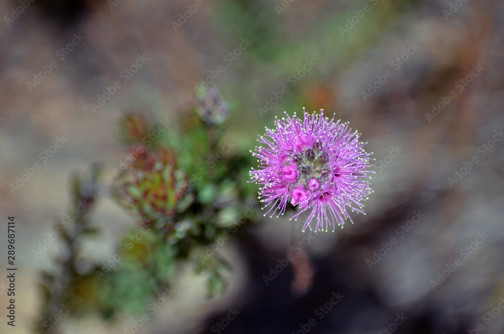 Pink purple flowers of the Australian native myrtle Kunzea capitata ...