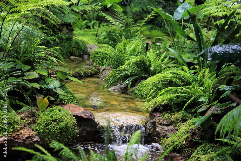 Moss Forest Stream