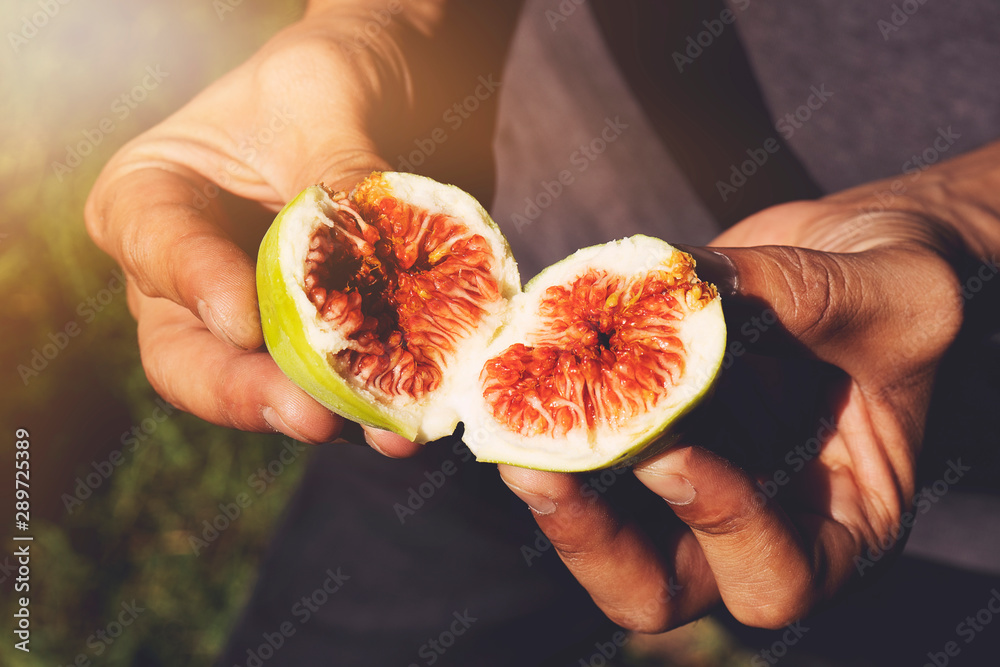 Farmer checking the quality of ripe fruit, its color and quality ...