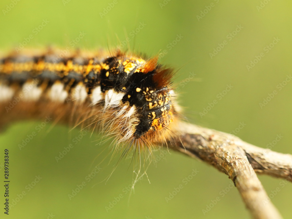 Caterpillar Under Microscope