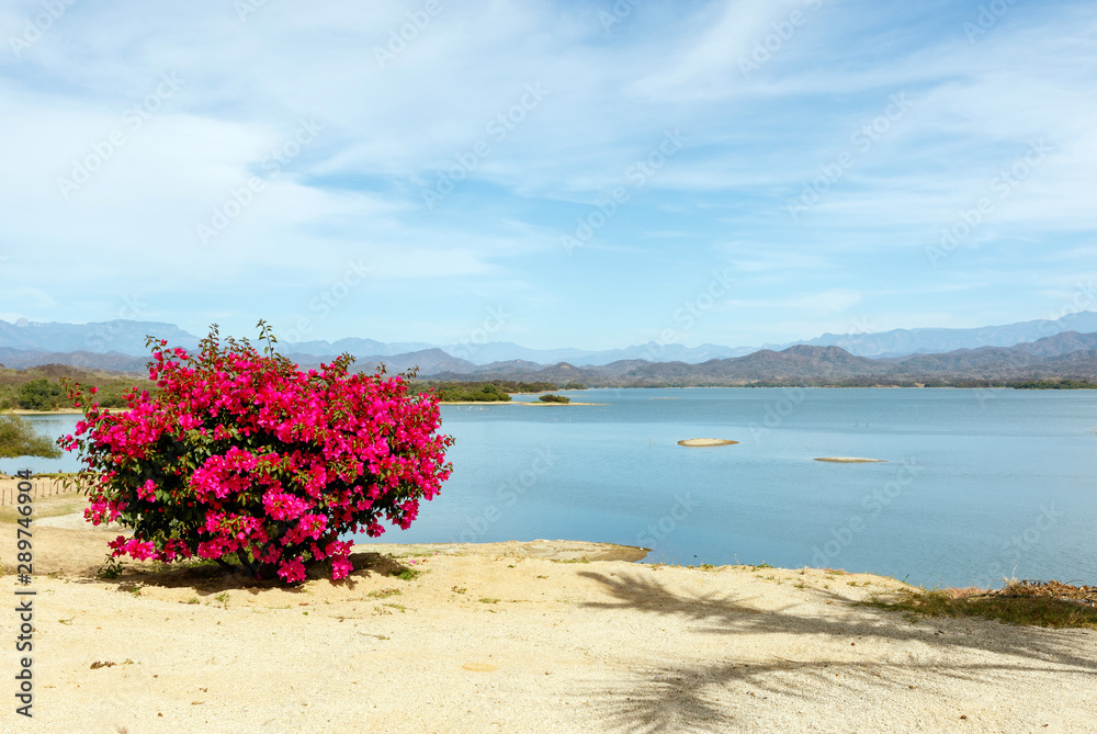 Flowers on a ridge overlooking Lake PIcachos in Sinaloa Mexico, with ...