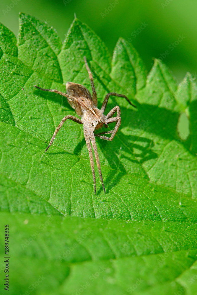 Listspinne (Pisaura mirabilis) auf einer Brennessel - nursery web ...