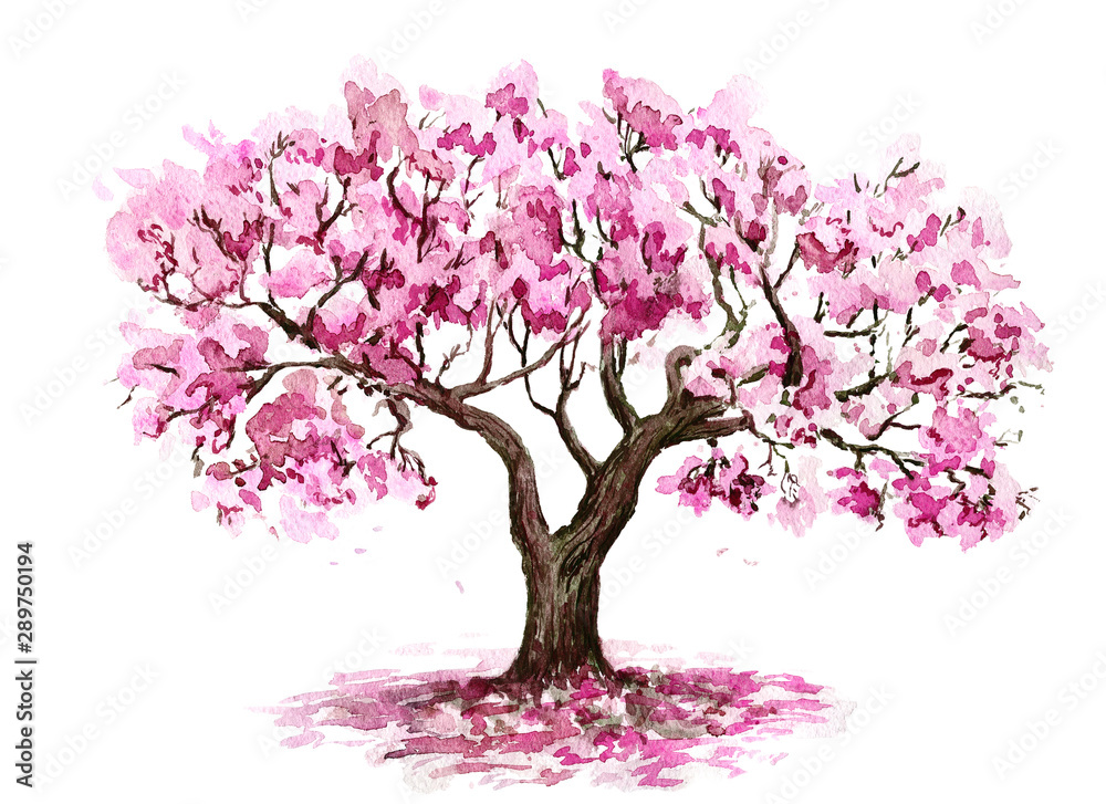 Sakura blooming tree. Hand drawn sketch. Watercolor illustration Stock ...