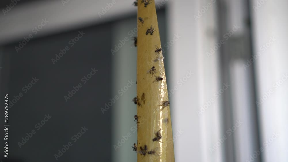 Dead Flies On Sticky Tape. Flypaper, sticky tape. Trap for flies ...
