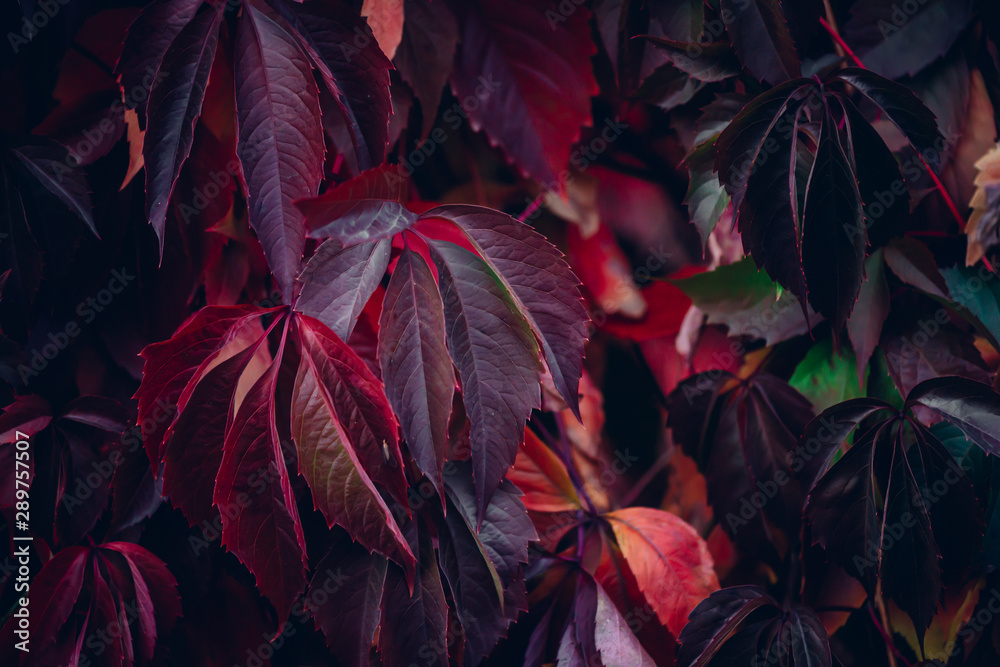 Hedge of red green leaves in autumn. Red green fence of parthenocissus ...
