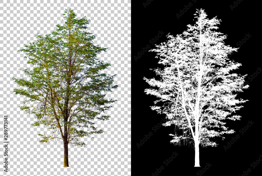 single tree on transparent picture background with clipping path ...