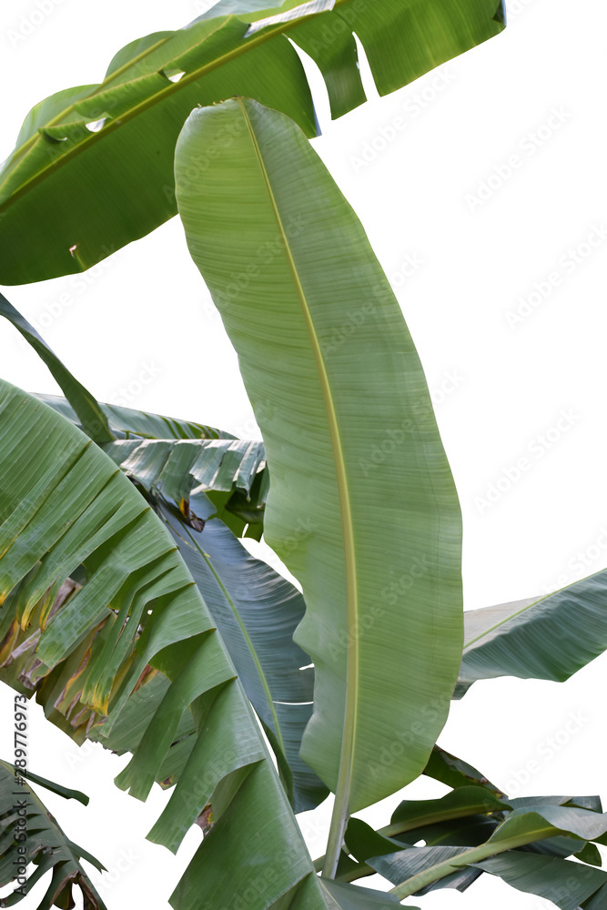 Fototapeta Boho banana leaf on isolate and white background. | Fototapety