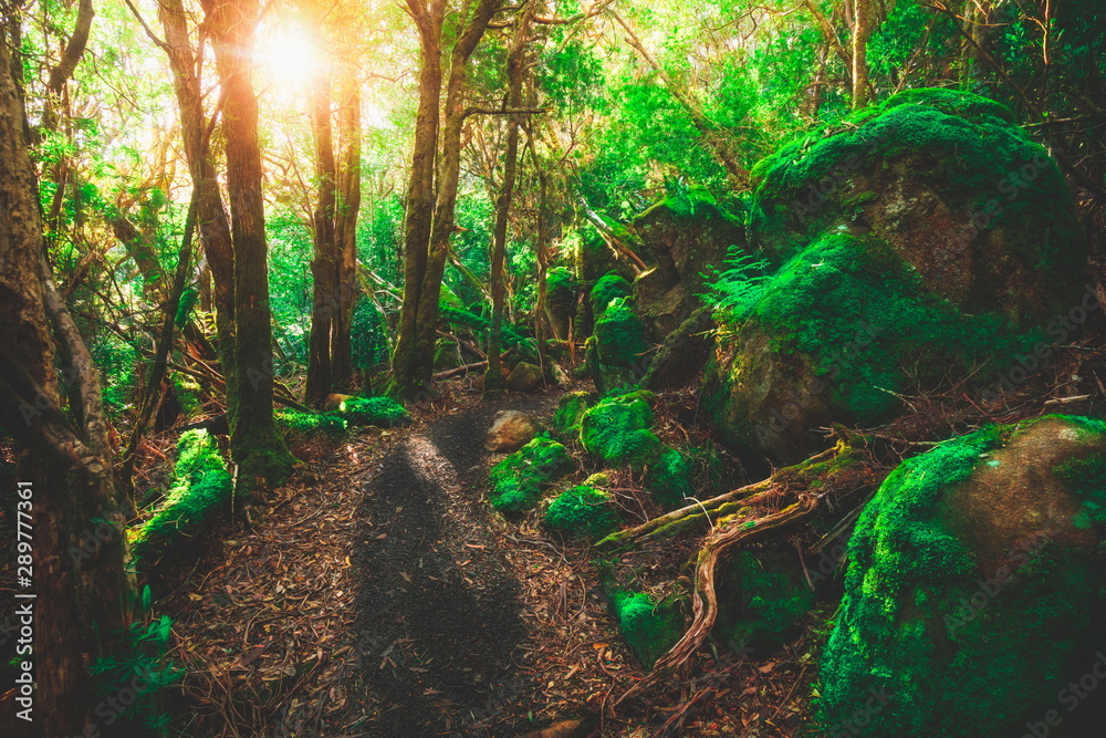 Beautiful path in lush tropical rainforest jungle in Tasman peninsula ...