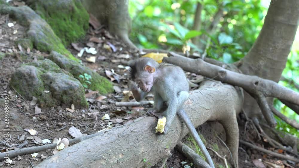 Stockvideo Wild monkey family at sacred monkey forest in Ubud, island ...