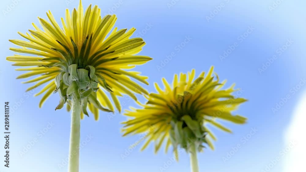 Closer look of the sepal of the two daisy flowers Stock ビデオ | Adobe Stock