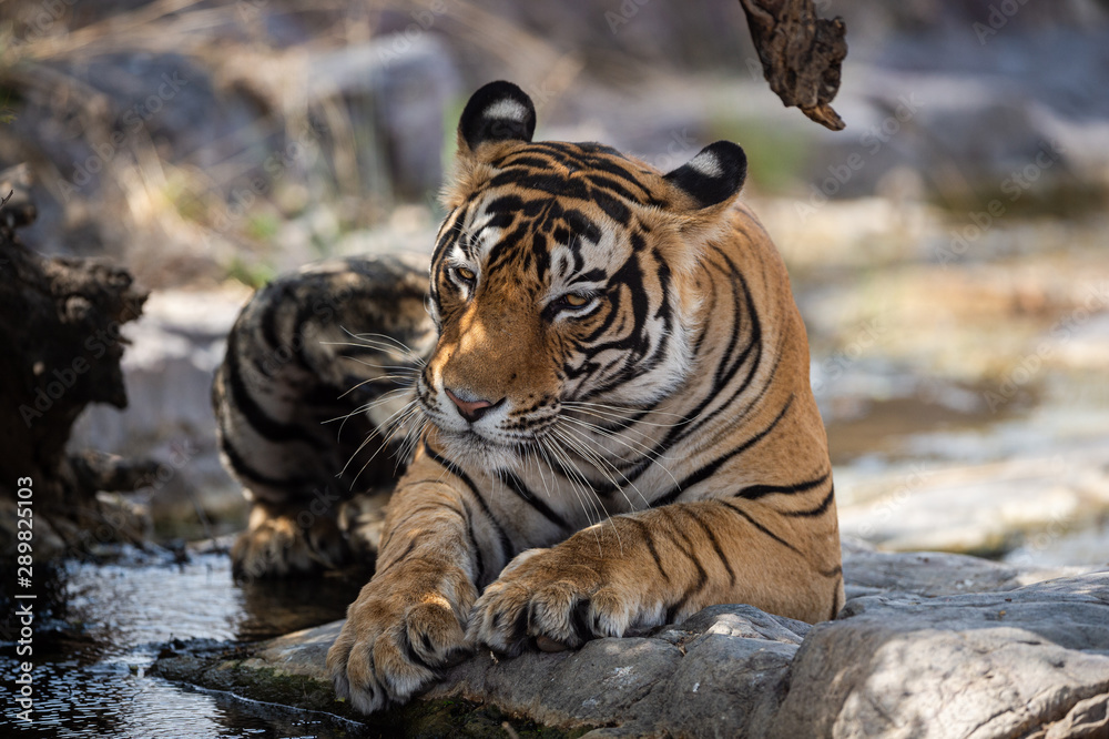 Angry Male Tiger