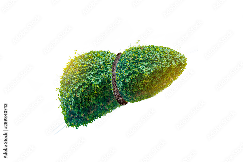 Realistic liver images are human green tree shapes about diseases and ...