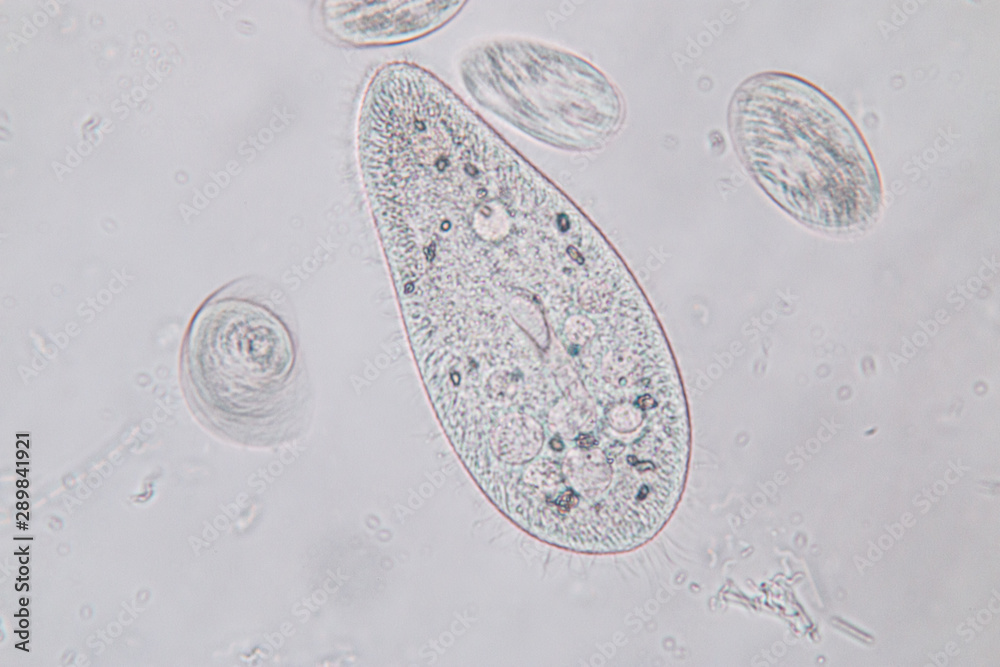 Paramecium Microscope