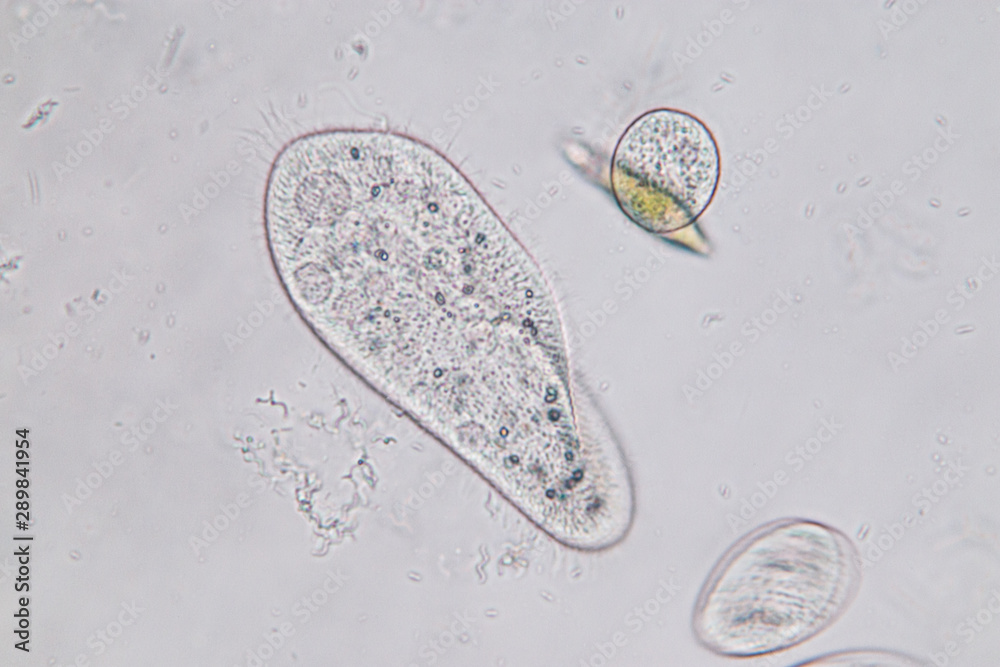 Fototapeta Paramecium caudatum is a genus of unicellular ciliated ...