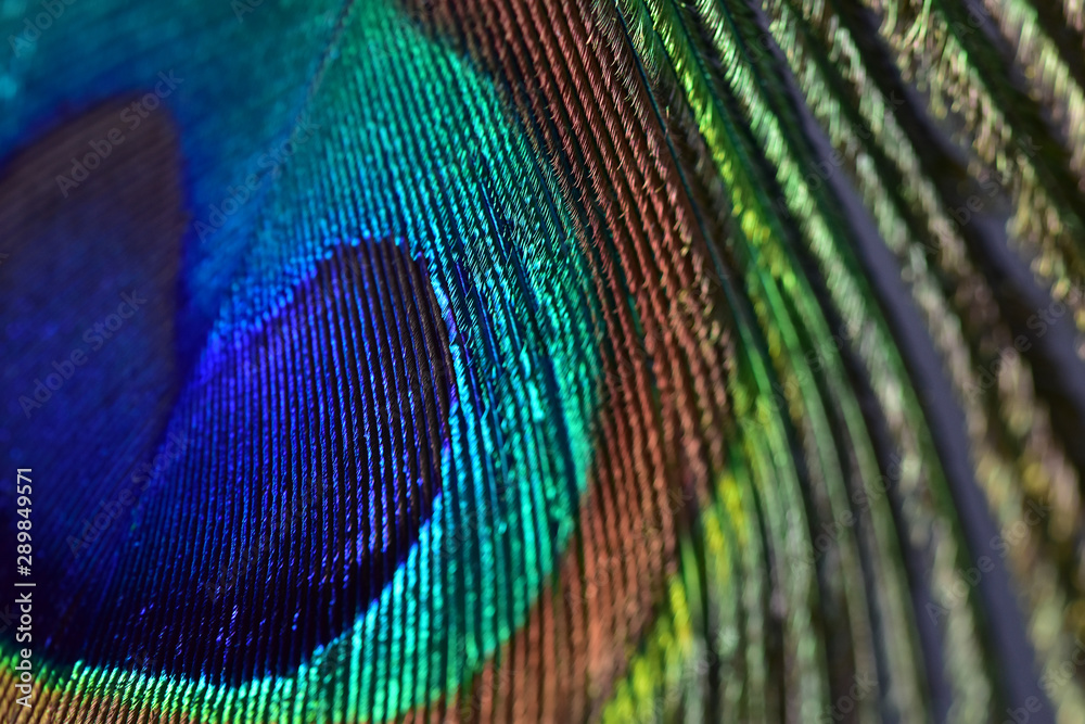 Half peacock feather with a unique texture with pearly overflow close ...