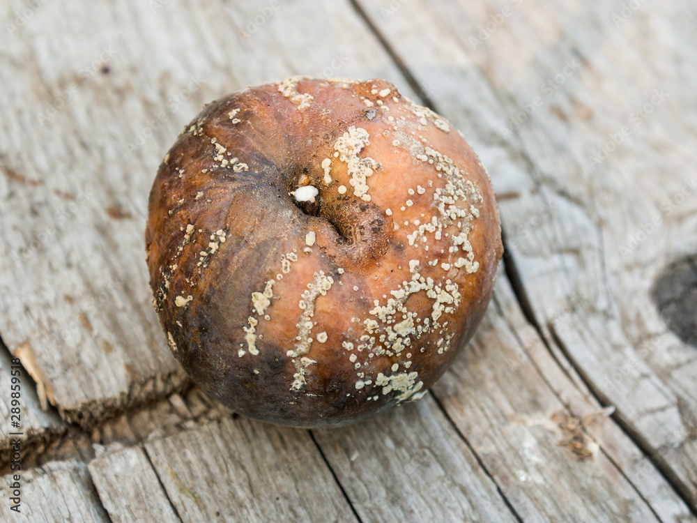 Apple affected by fungus and mold. Disease scab, a Lousy rotten Apple ...