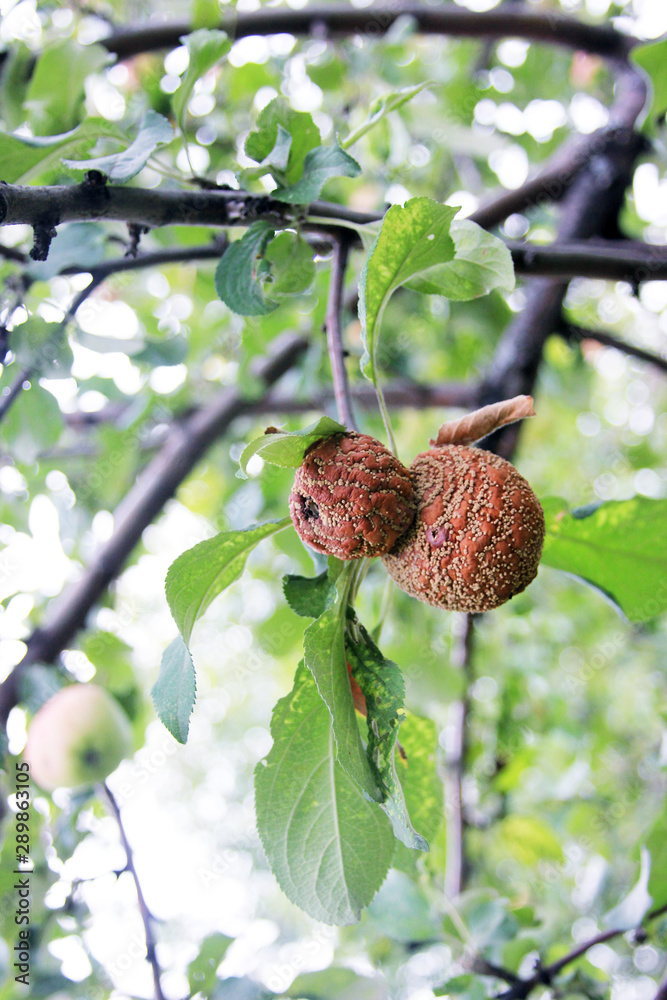 Monilia. Two apples Infected by Fungal Disease Monilia fructigena in ...