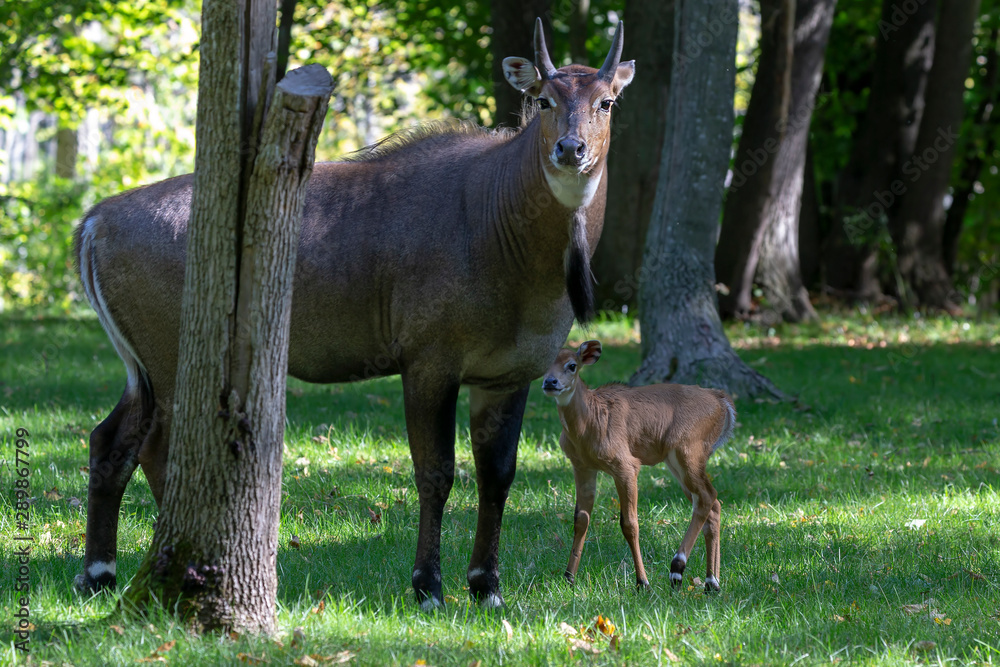 Nilgai - Blue Bull (Boselaphus tragocamelus), Asian antelope,Antelope ...