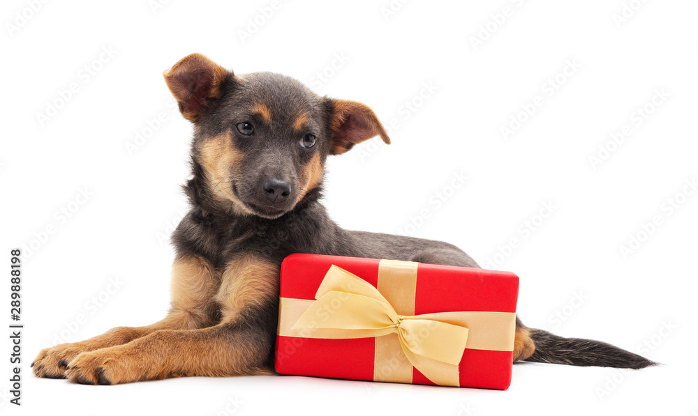 One little dog with a gift. Stock Photo | Adobe Stock