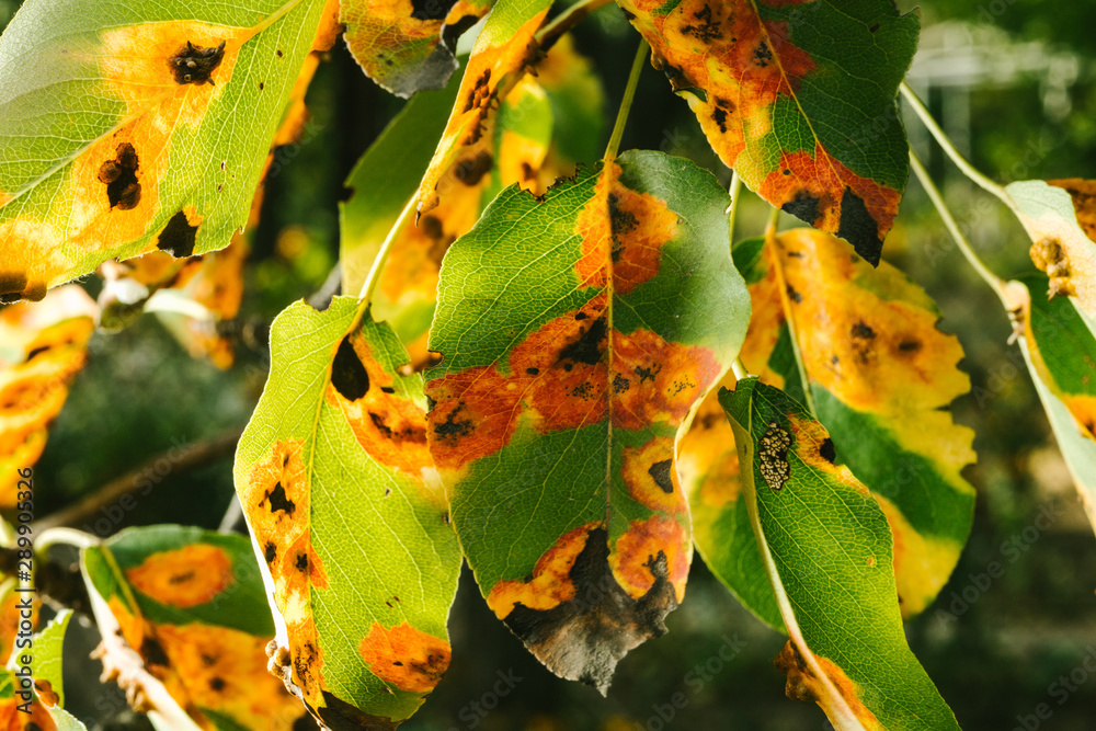 Red spots on the pear leaves. The tree is sick with a fungus Stock 写真 ...