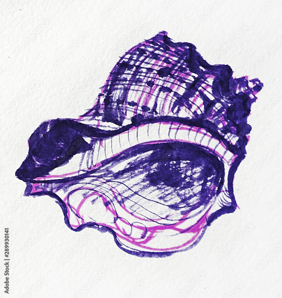 Purple Seashell Drawing