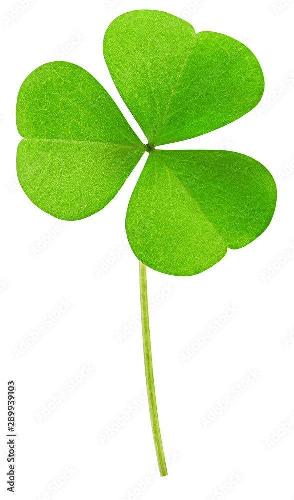clover isolated on white background, clipping path, full depth of field ...