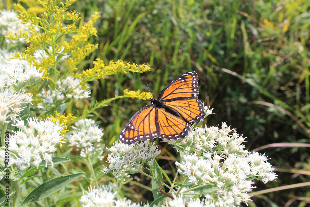 Viceroy butterfly, the monarch mimic, on tall boneset with goldenron in ...