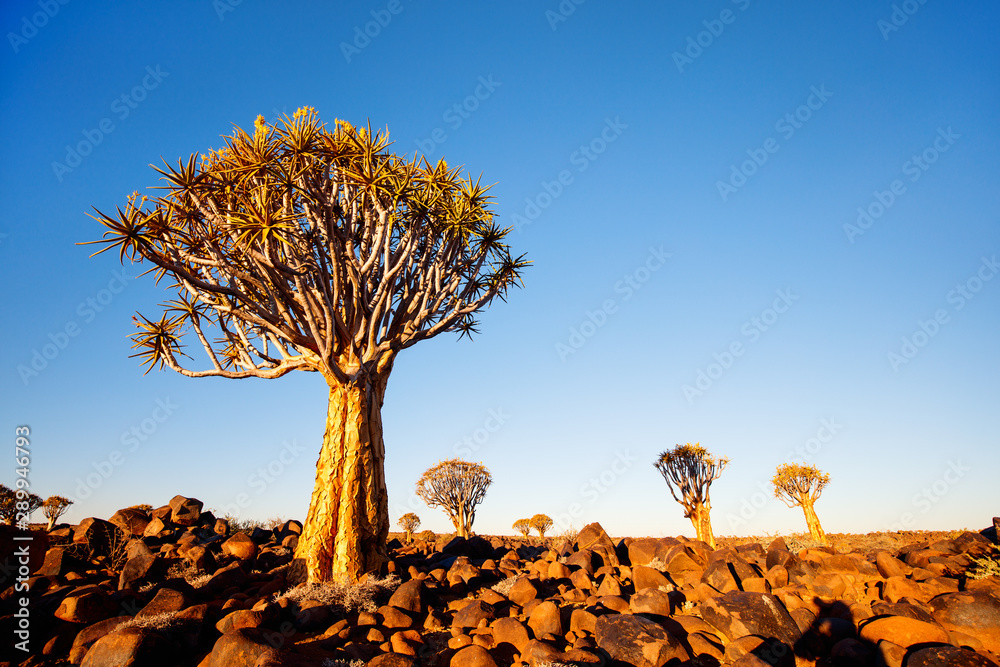 Quiver tree forest in Namibia Stock Photo | Adobe Stock