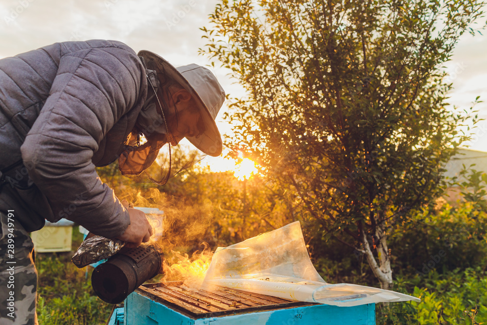 Frames of a bee hive. Beekeeper harvesting honey. The bee smoker is ...