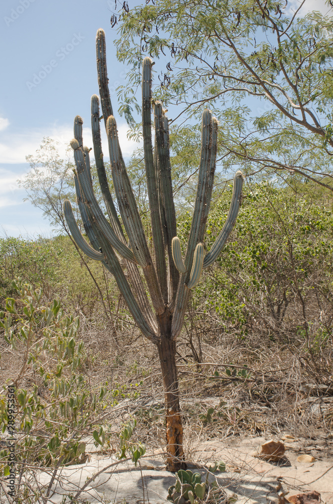 Cereus jamacaru, known as mandacaru or cardeiro, is a cactus common in ...
